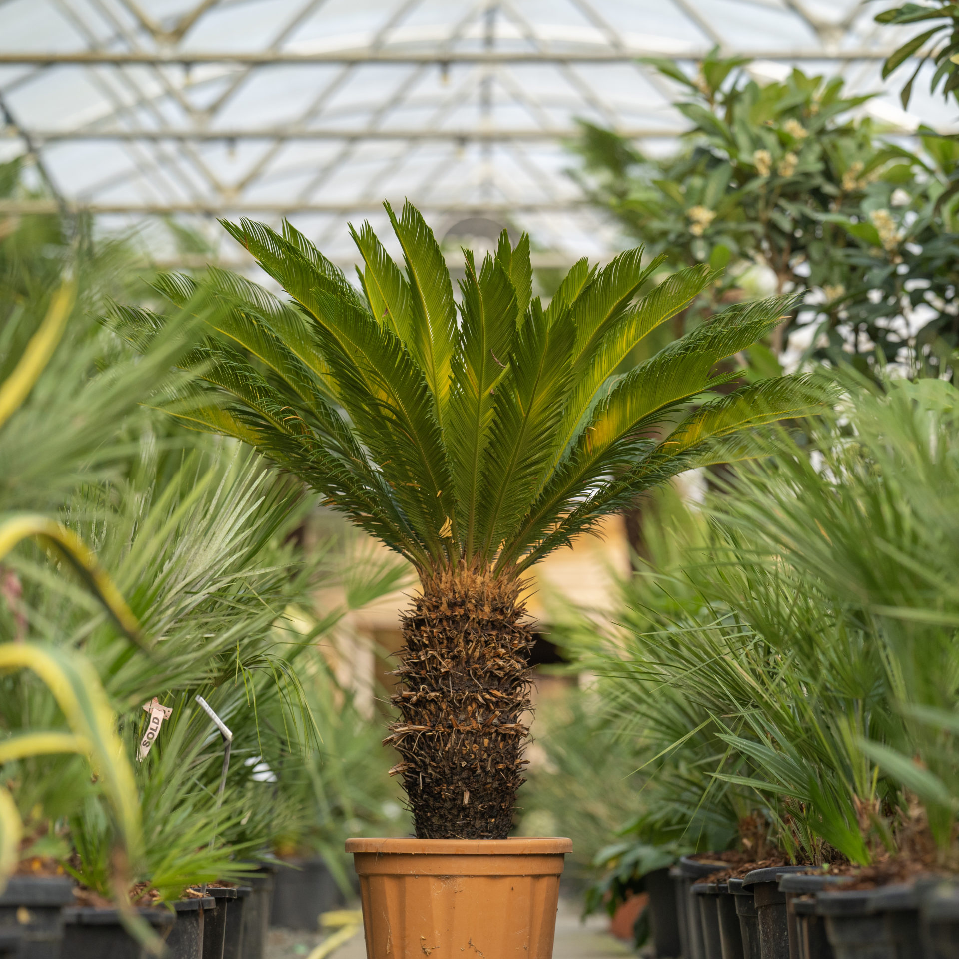قیمت و خرید بذر سیکاس رولوتا ️ Cycas Revoluta