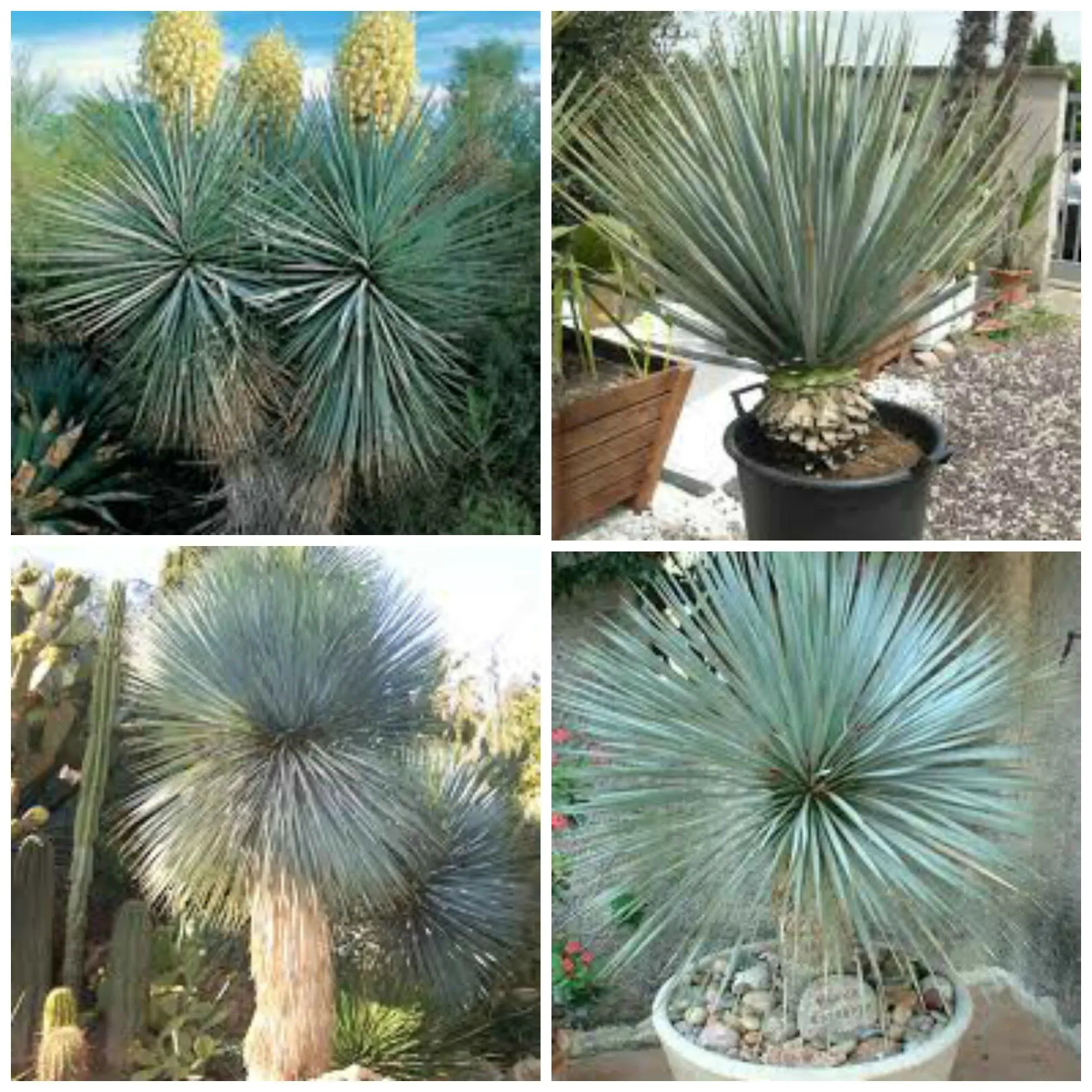 بذر کمیاب یوکا ریجیدا آبی YUCCA RIGIDA - تروپیکال